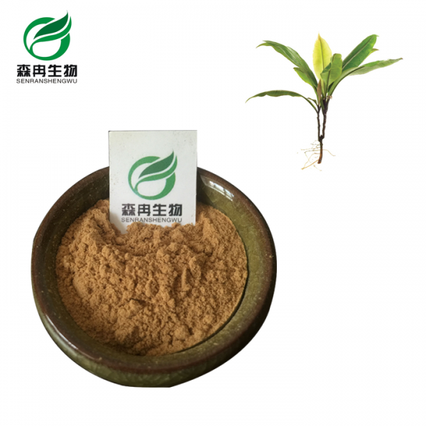 Kacip Fatimah Extract Powder Supplier | Xi'an SR Bio-Engineering Co. Ltd